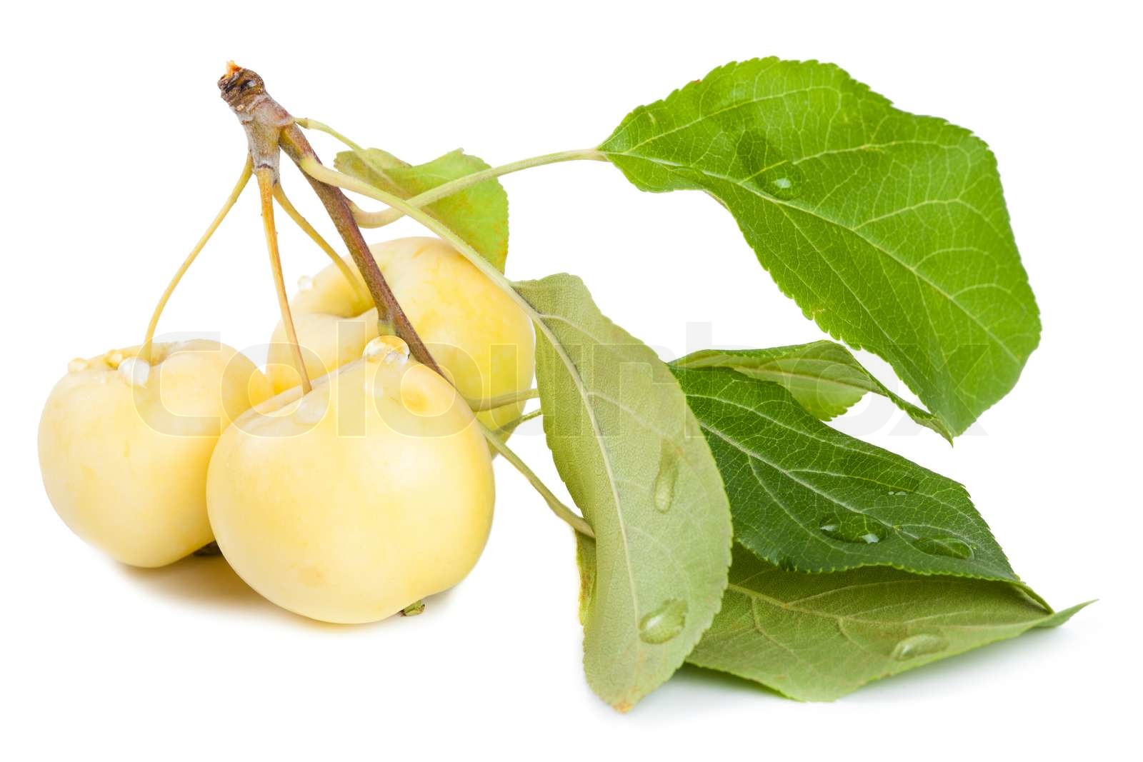Yellow little apples isolated on white | Stock image | Colourbox
