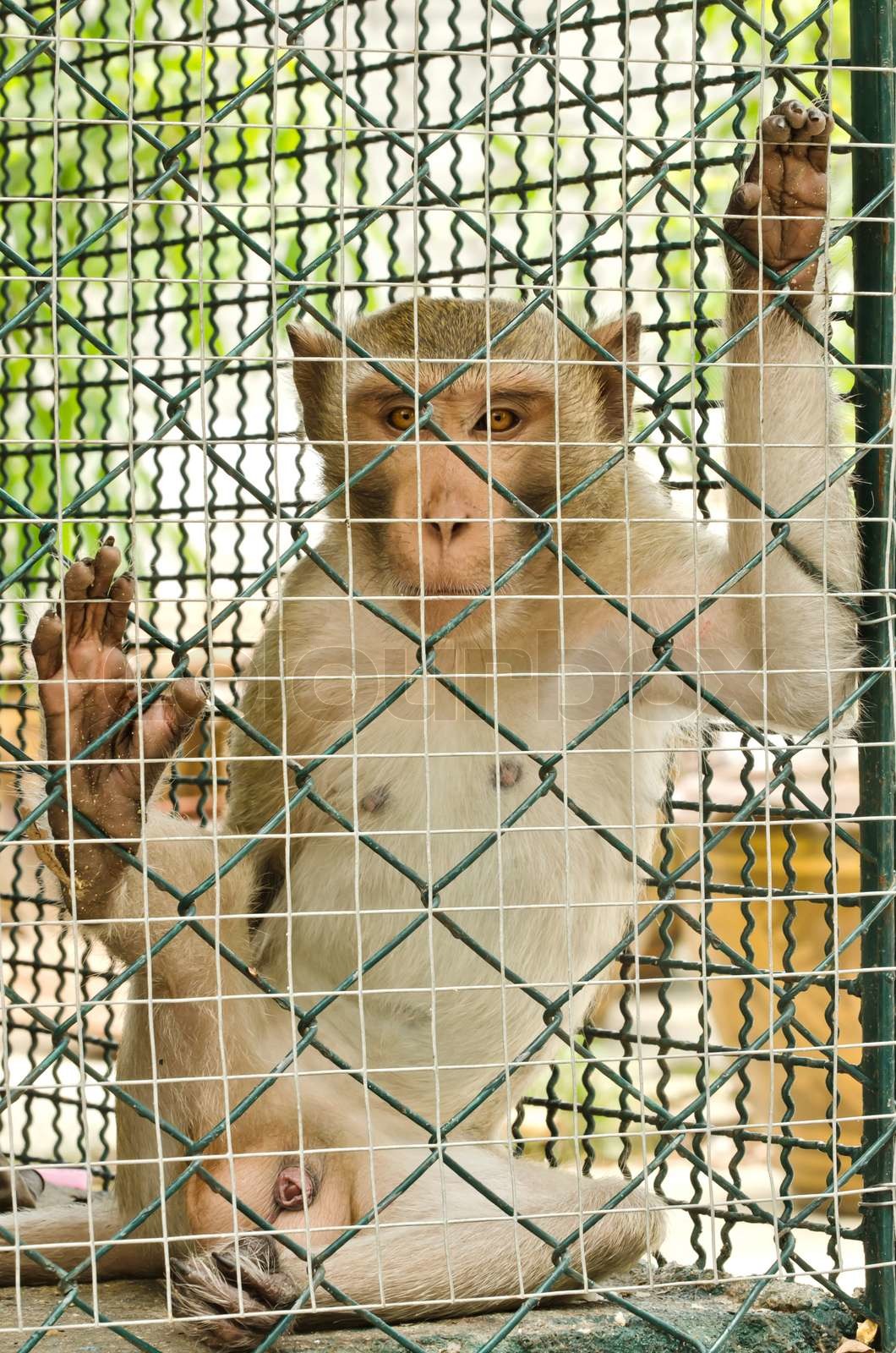sad monkey caged | Stock image | Colourbox