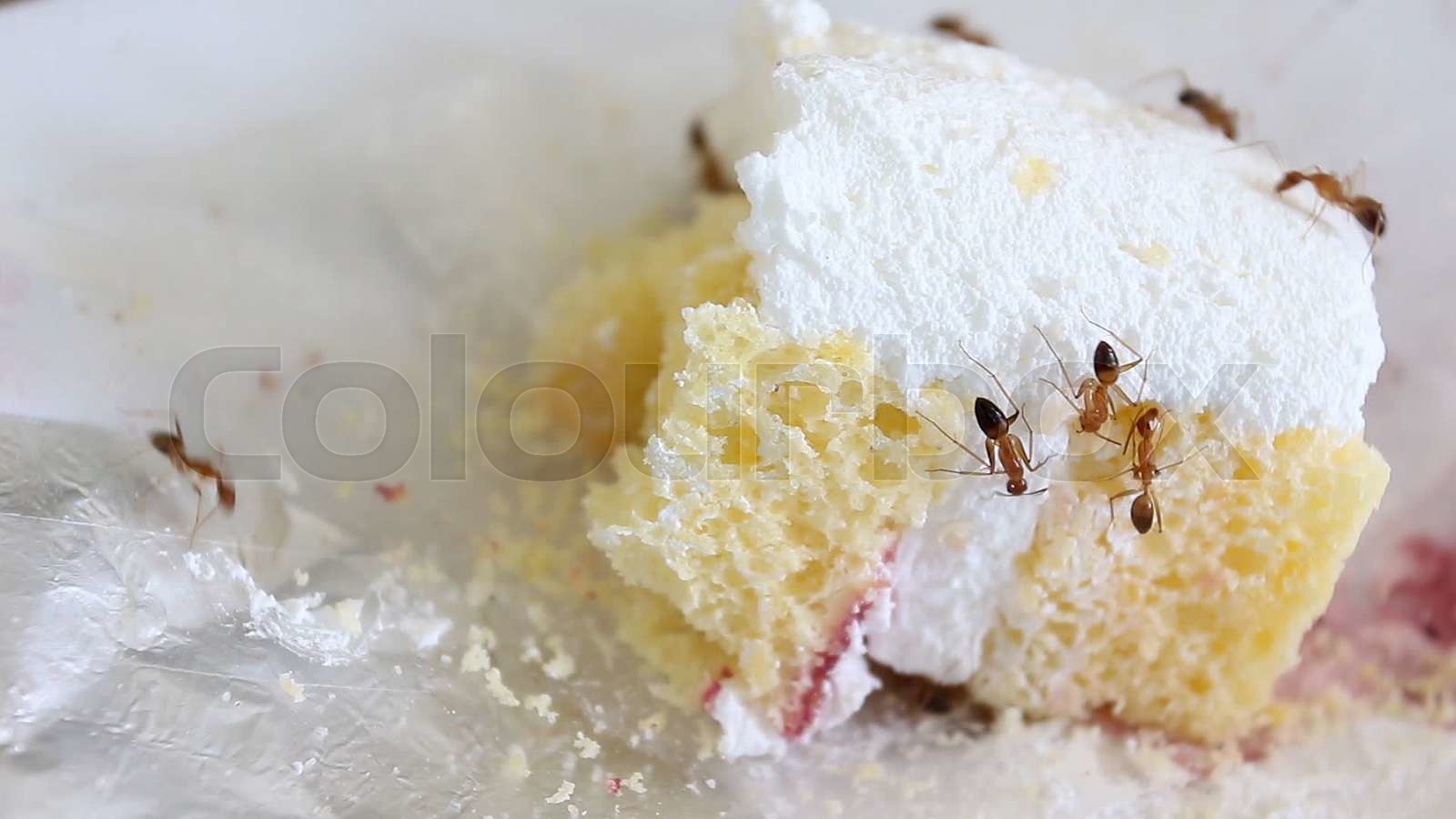 Ant eating cake | Stock video | Colourbox