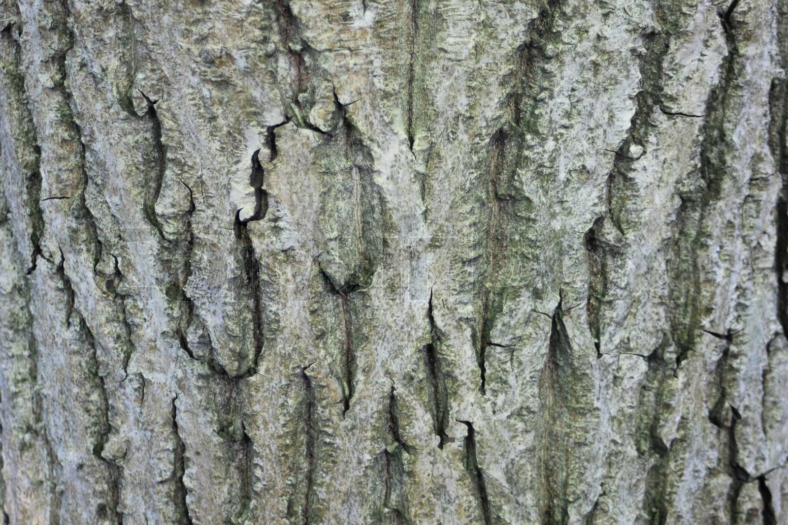 White Ash Bark Texture