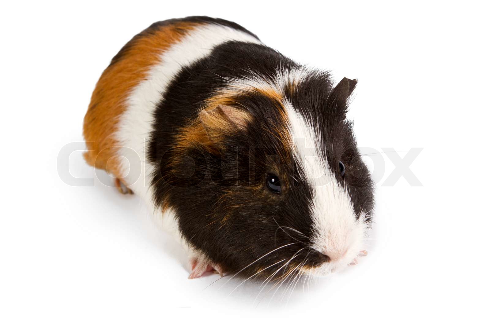 Marsvin lidt pet gnaver | Stock foto | Colourbox