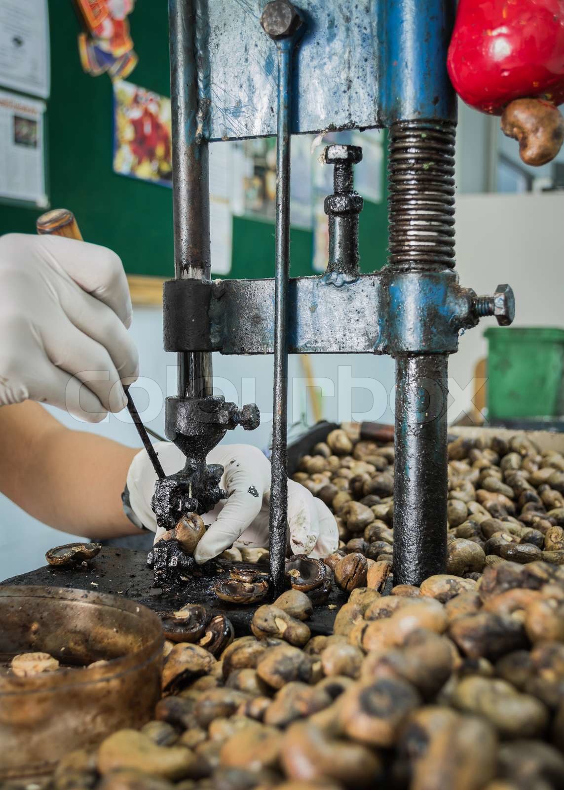 cashew nut cracking | Stock image | Colourbox