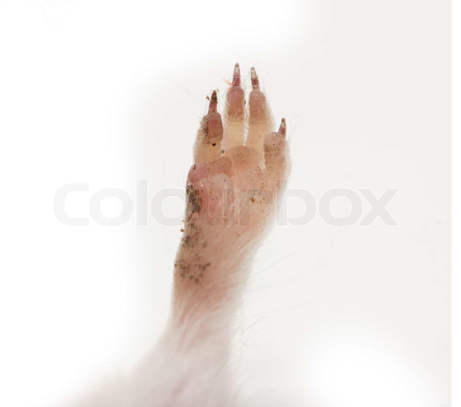 paw of the mouse macro | Stock image | Colourbox