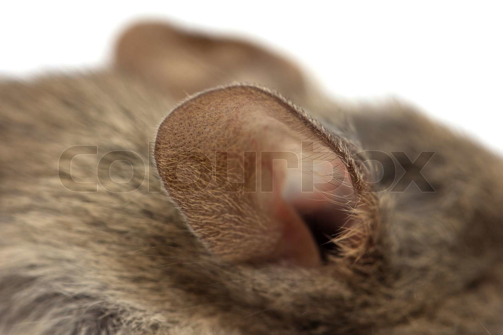 ear of the mouse macro | Stock image | Colourbox