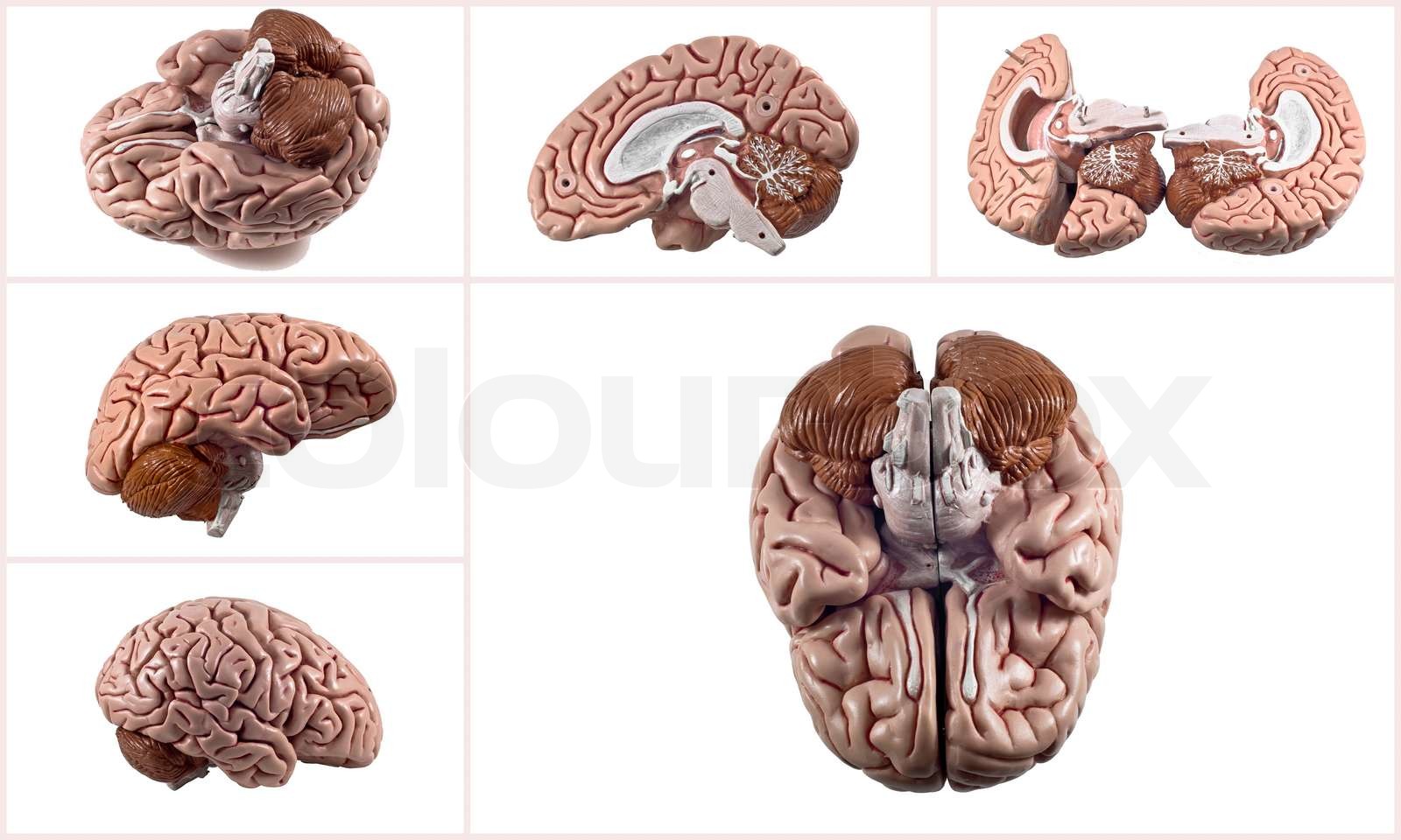 Indsamling af hjernen og kraniet isoleret | Stock foto | Colourbox