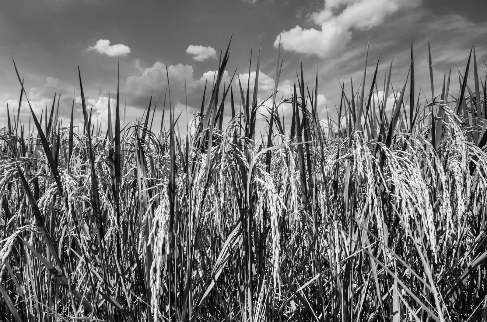 Rice field black and white | Stock image | Colourbox