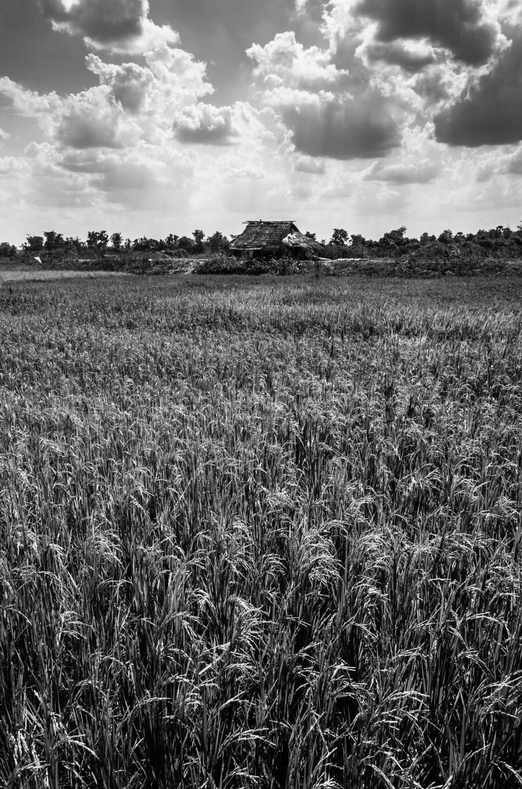 Rice field schwarz und weiß | Stock Bild | Colourbox