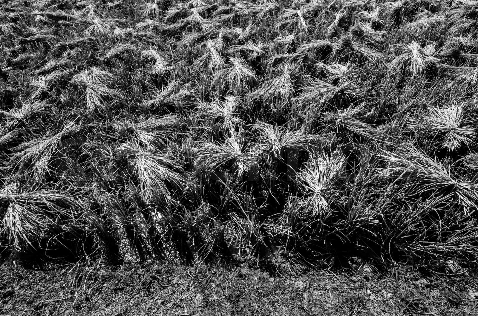 Rice field black and white | Stock image | Colourbox