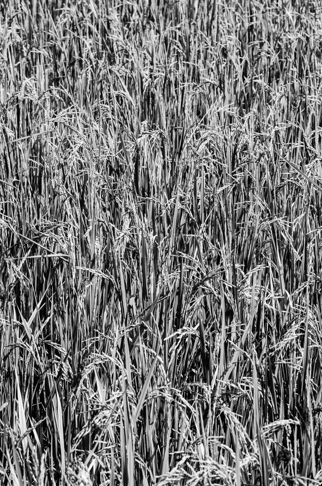 Rice field black and white | Stock image | Colourbox