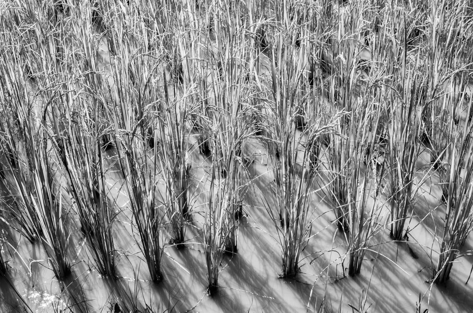 Rice field schwarz und weiß | Stock Bild | Colourbox