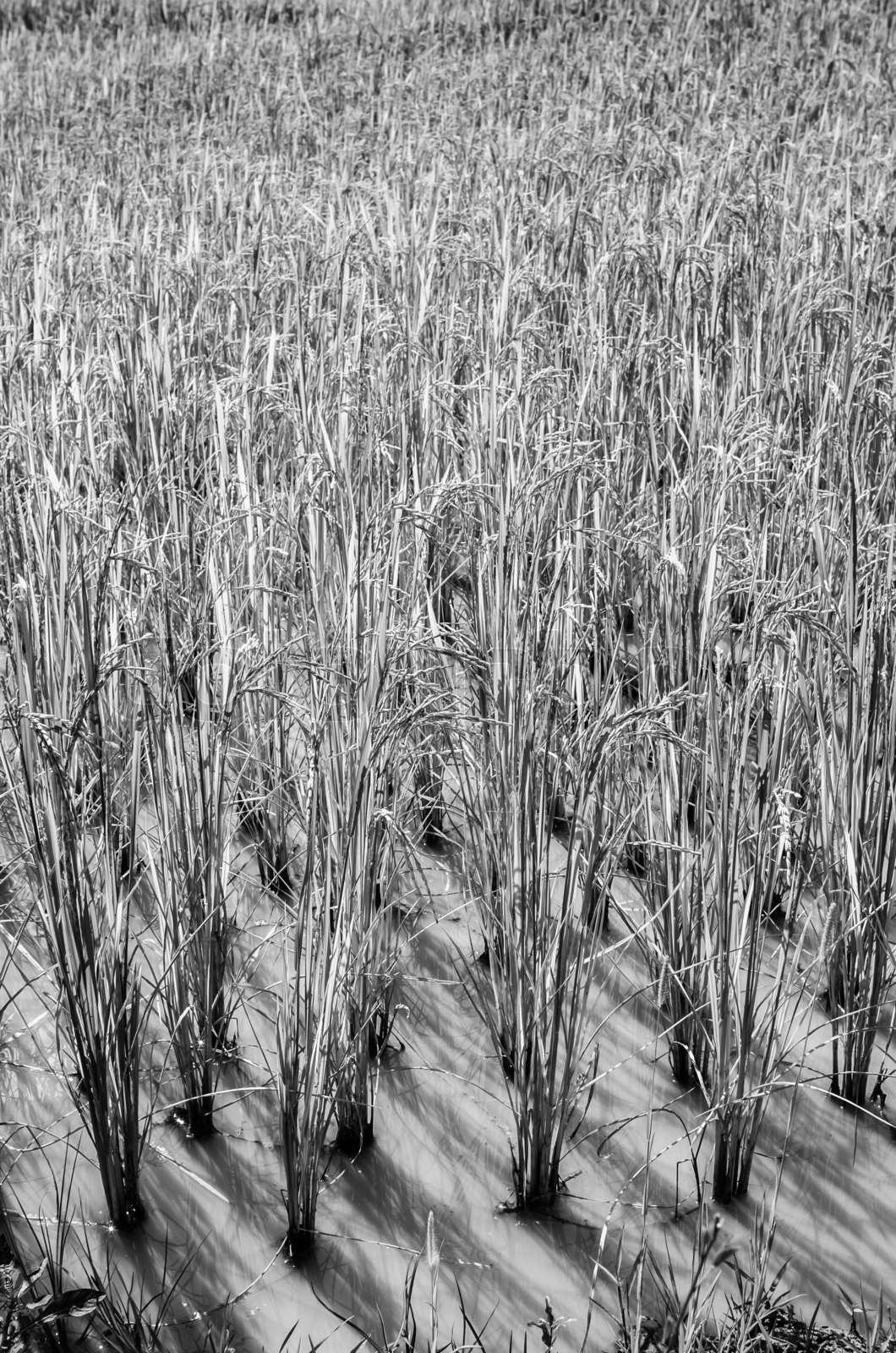 Rice field black and white | Stock image | Colourbox