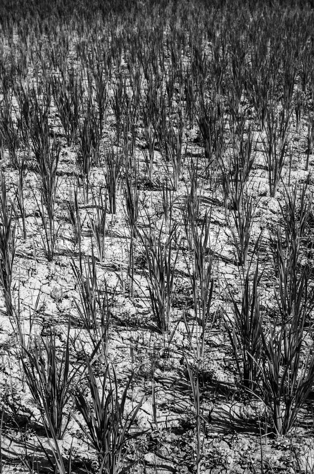 Rice field black and white | Stock image | Colourbox