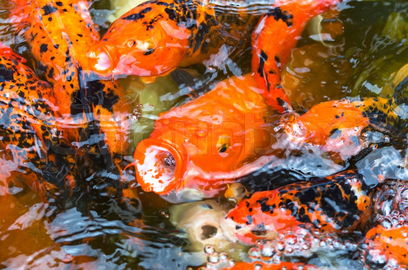close up koi fish in the fish pond | Stock image | Colourbox