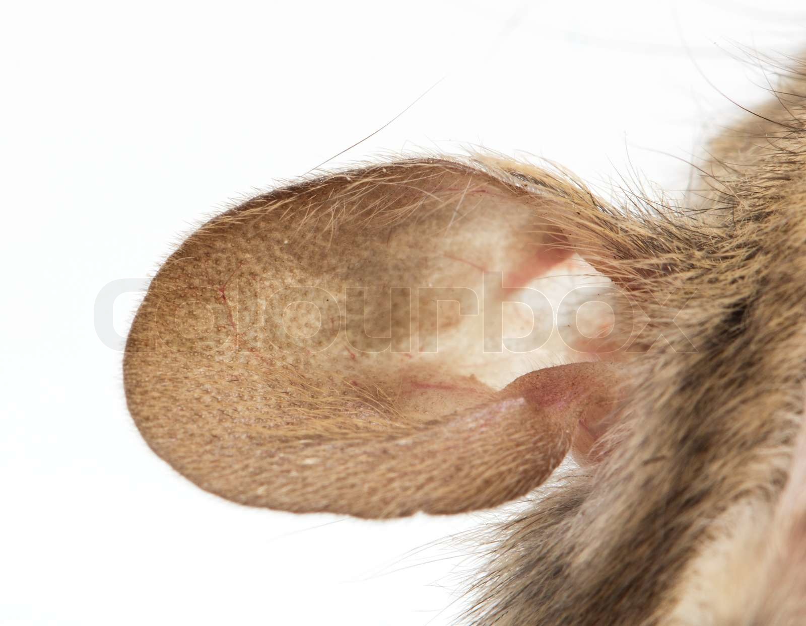 ear of the mouse macro | Stock image | Colourbox