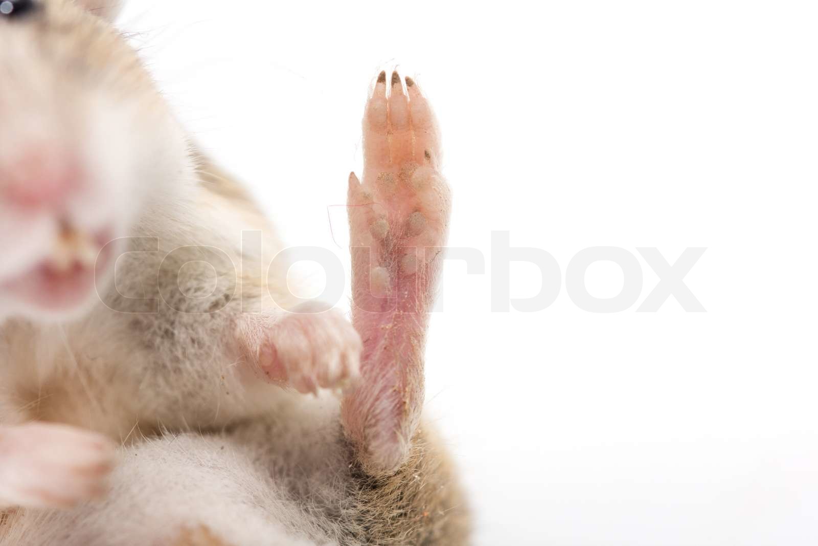 paw of the mouse macro | Stock image | Colourbox