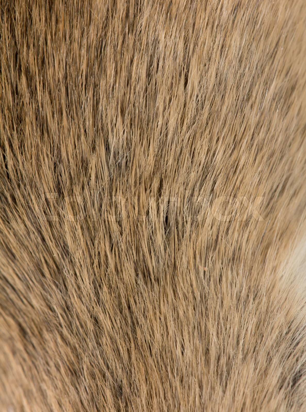 Hintergrund von Fellen maus makro | Stock Bild | Colourbox