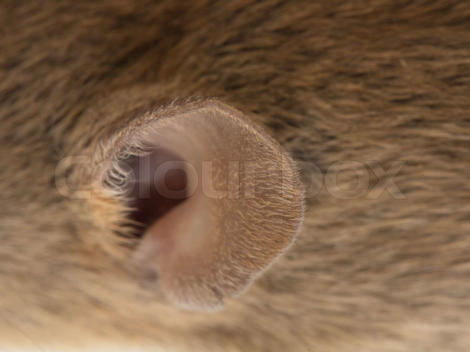 ear of the mouse macro | Stock image | Colourbox