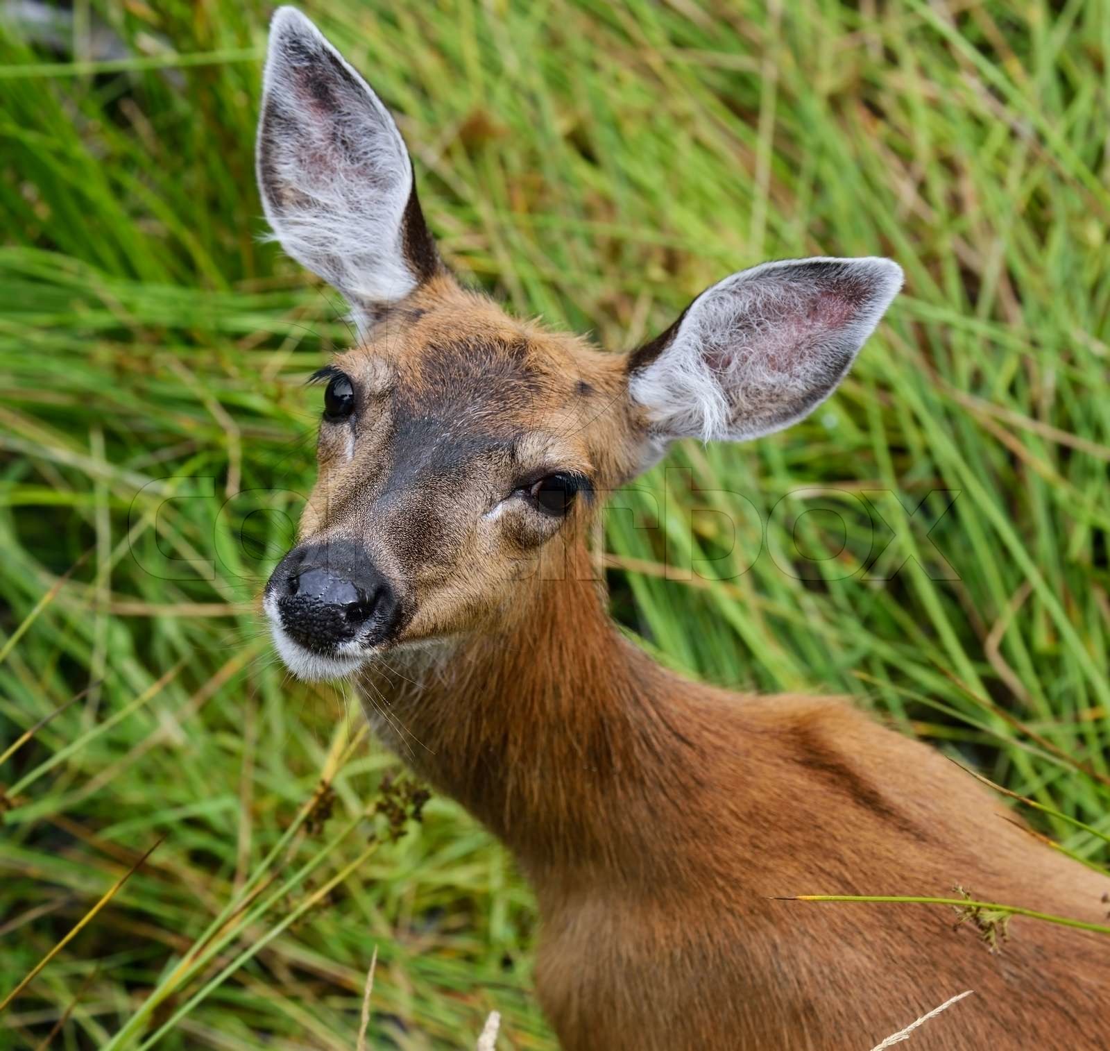 Whitetail Deer Female | Stock image | Colourbox