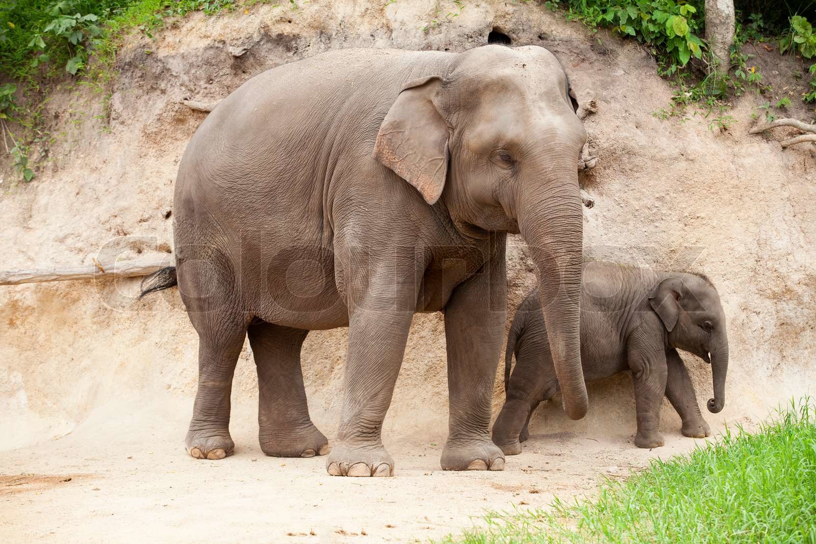 Elephants | Stock Bild | Colourbox