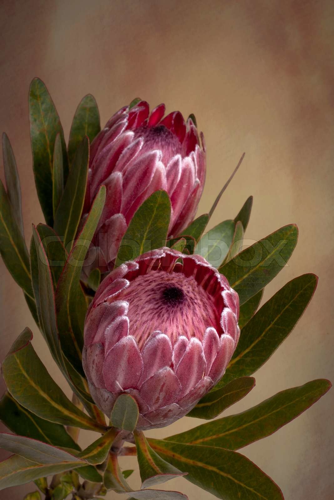 Pink Protea Proteaceae flower | Stock image | Colourbox