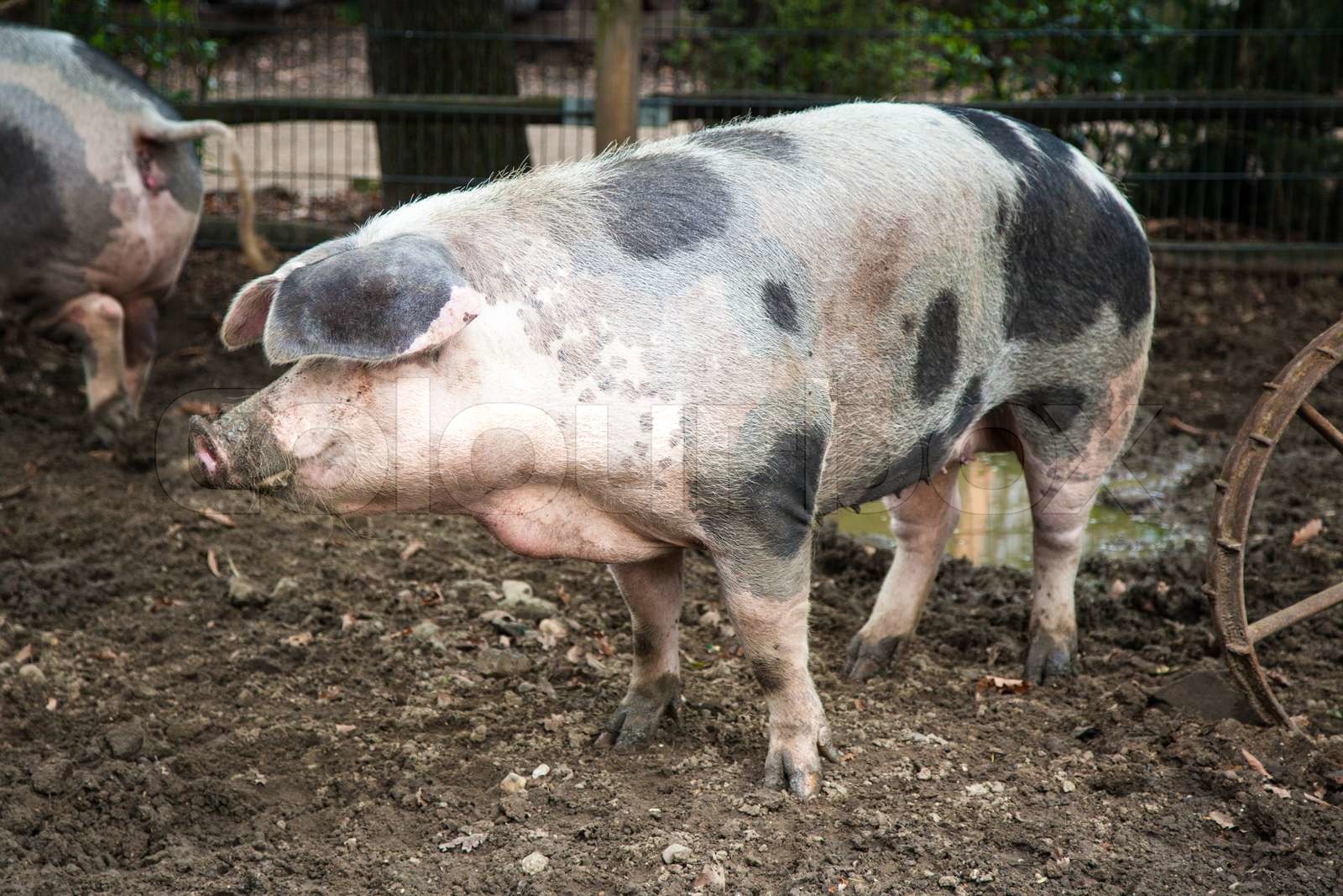 Schwein | Stock Bild | Colourbox