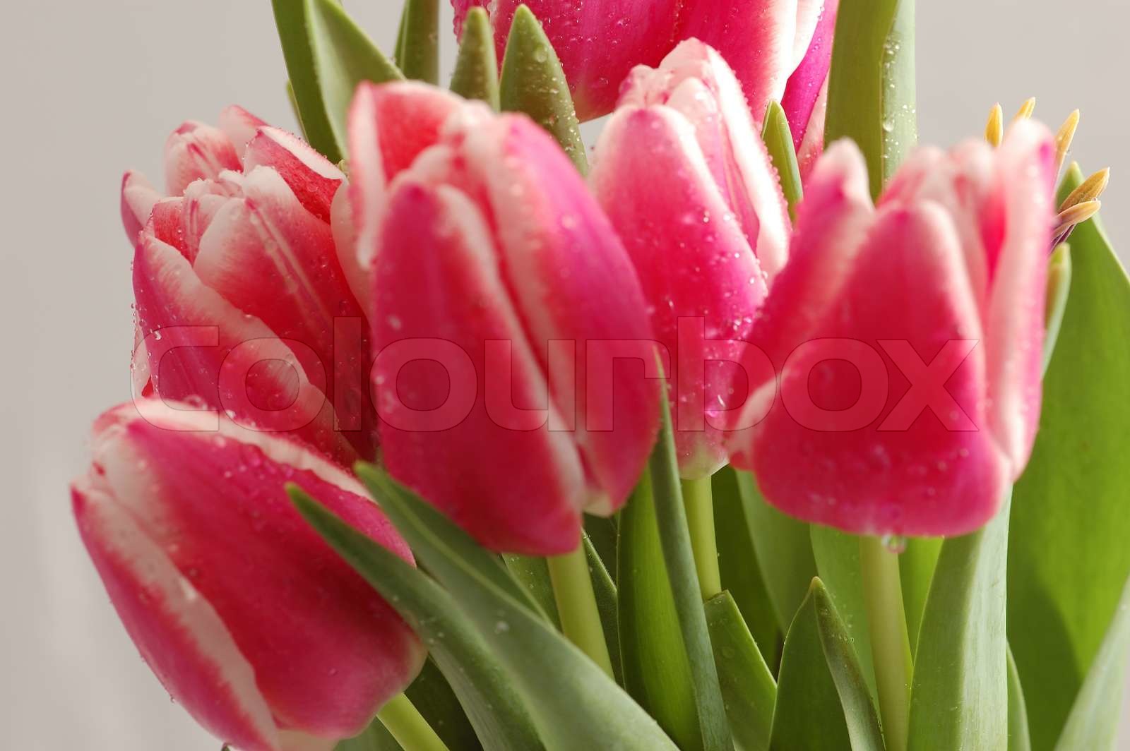 pink tulipaner buket close-up | Stock foto | Colourbox