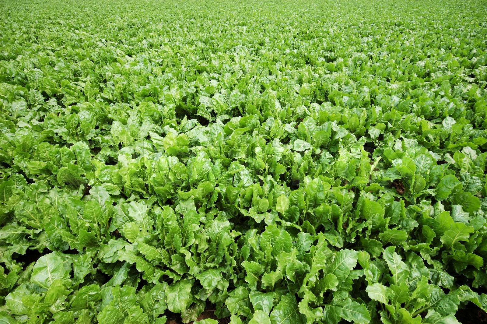 Zuckerrüben-Feld | Stock Bild | Colourbox