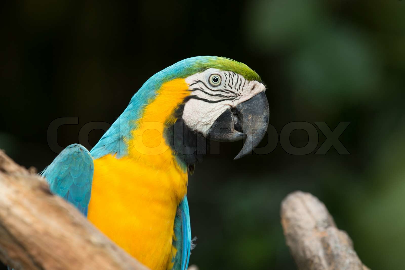 herrlich, schnabel, rot | Stock Bild | Colourbox