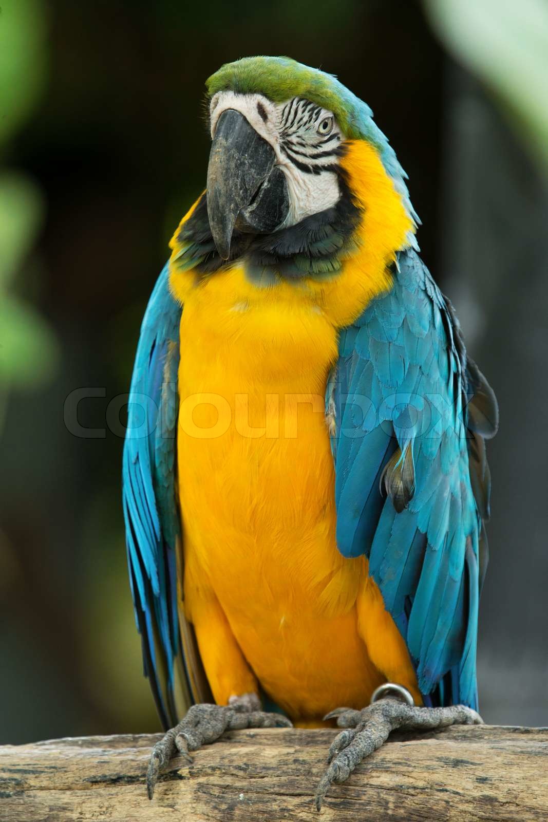 Papagei Vogel | Stock Bild | Colourbox
