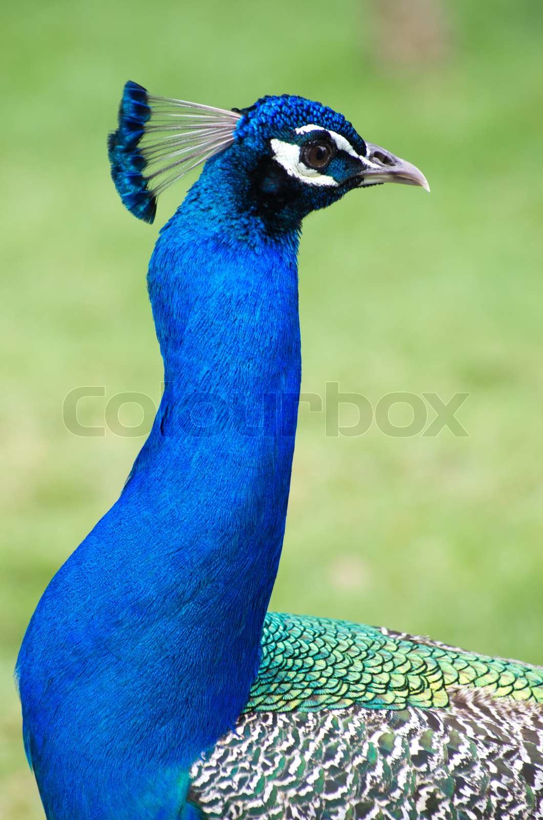 Pfau | Stock Bild | Colourbox