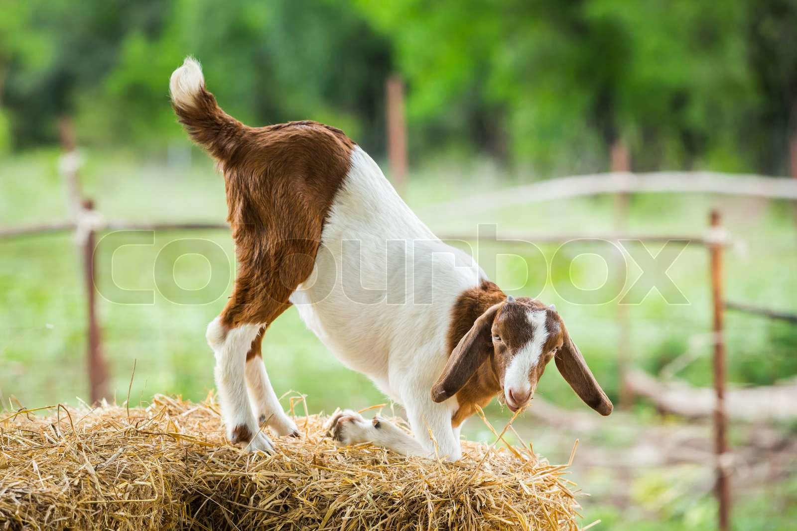 Goat in farm | Stock image | Colourbox