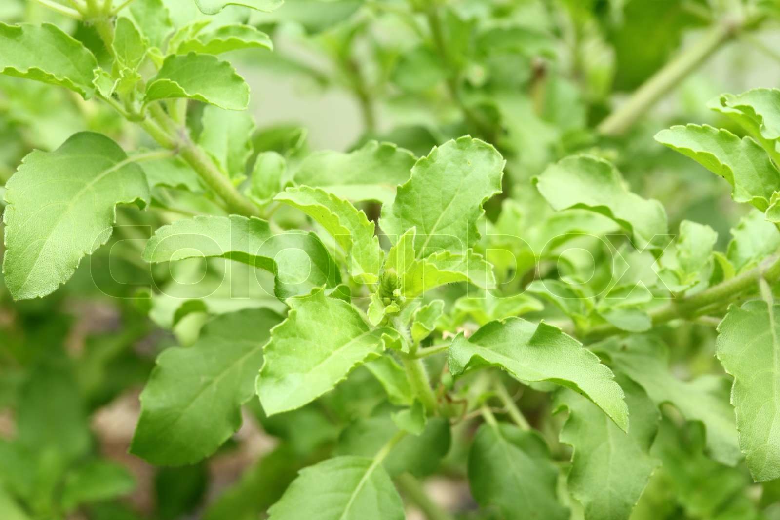 Sch%C3%B6Ne Basilikum Auf Dem Balkon Bild