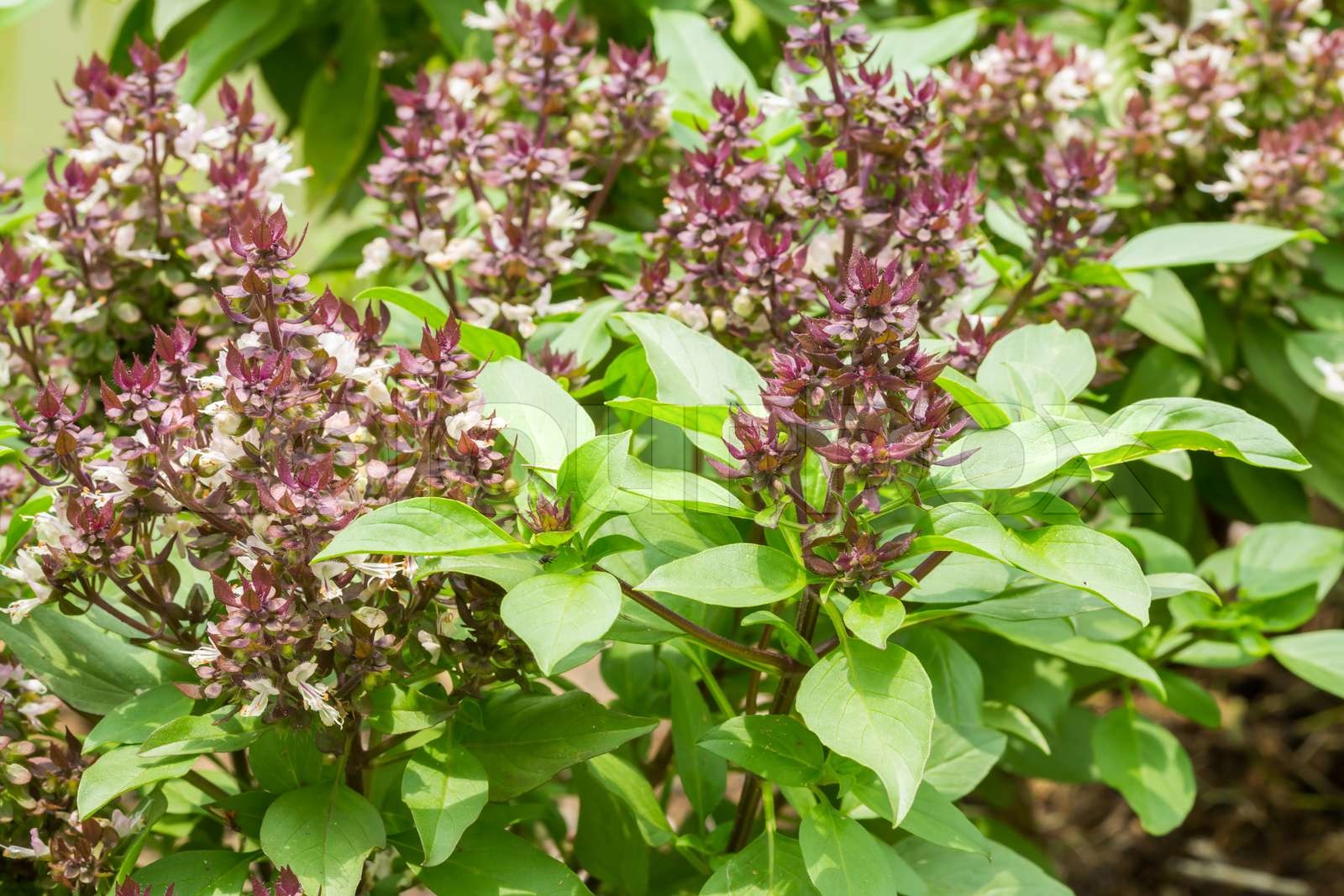 Sweet basil | Stock image | Colourbox