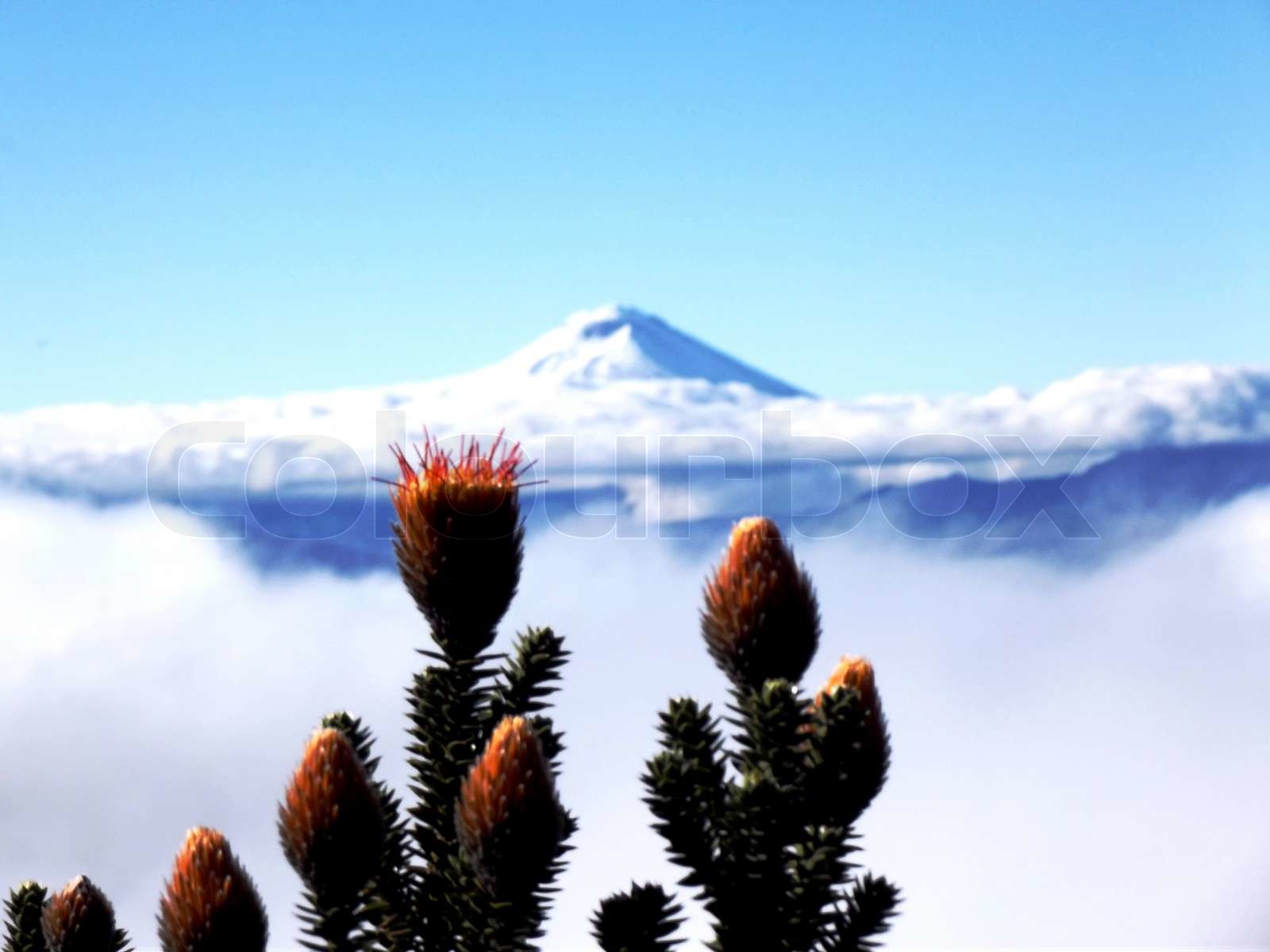 Flor de los Andes | Stock image | Colourbox