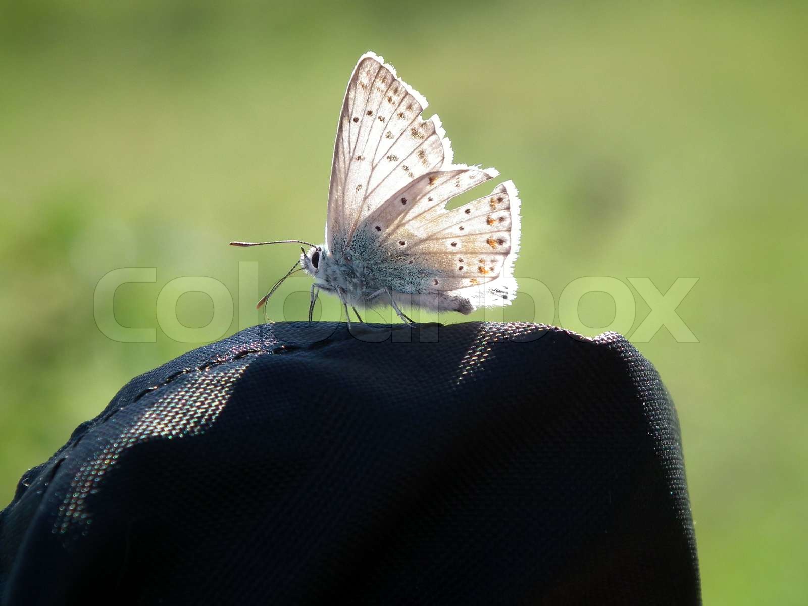 una farfalla che si posa sul mio zaino | Stock image | Colourbox