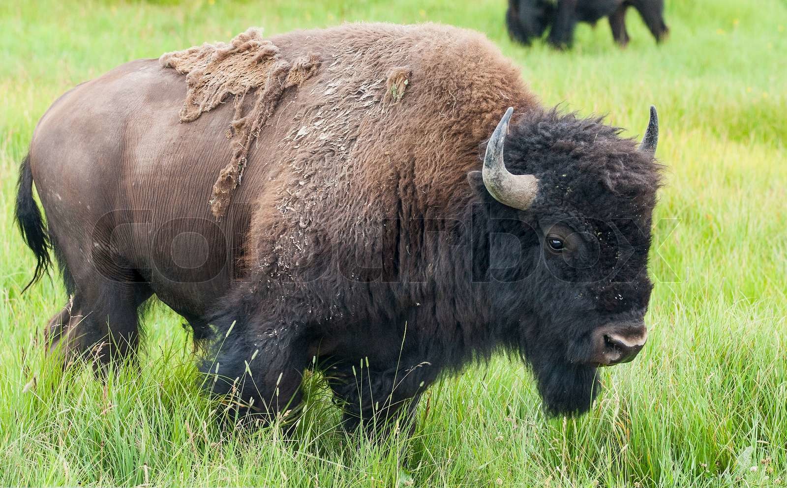 bison, amerika, vild | Stock foto | Colourbox