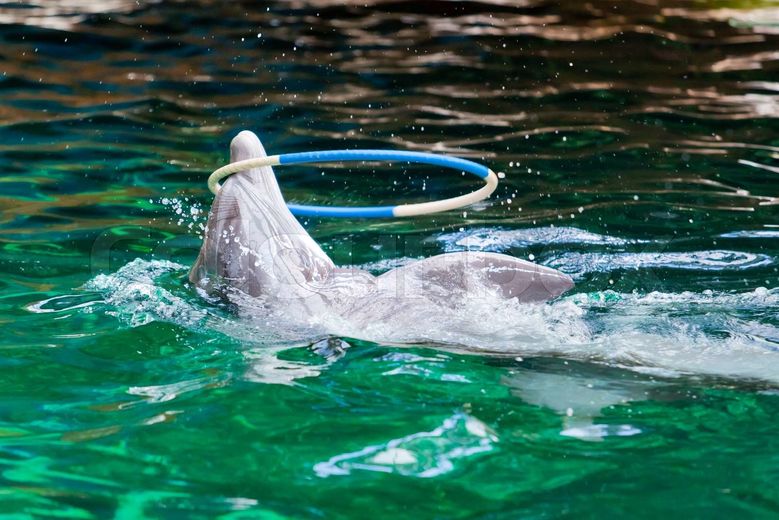 dolphin playingwith a hoop | Stock image | Colourbox