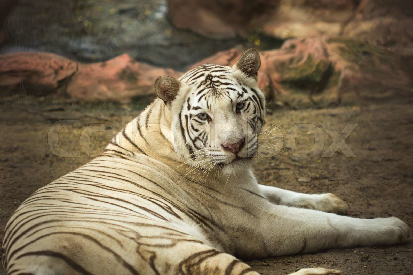 Beautiful tiger | Stock image | Colourbox