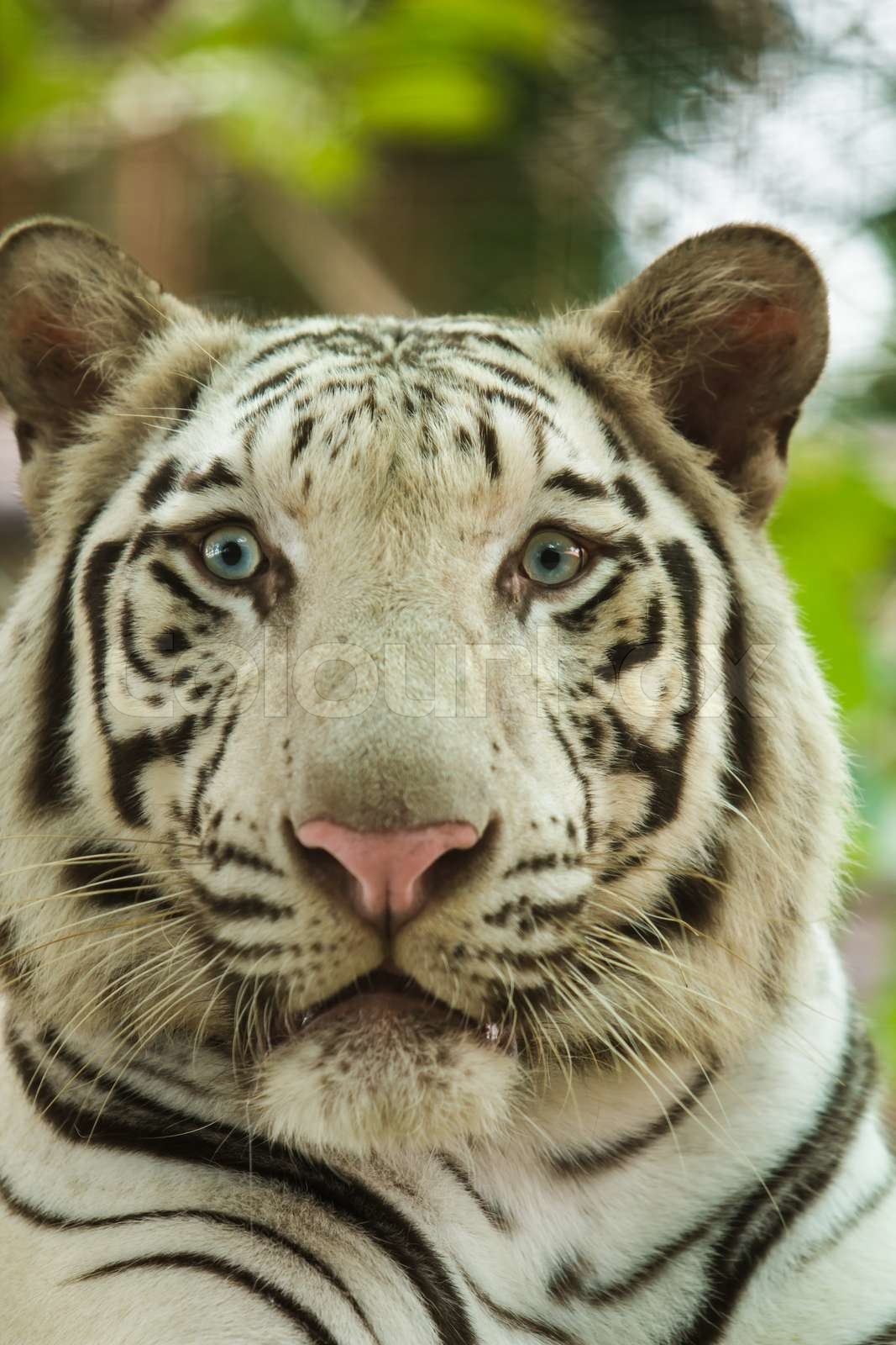 weiße Königstiger | Stock Bild | Colourbox