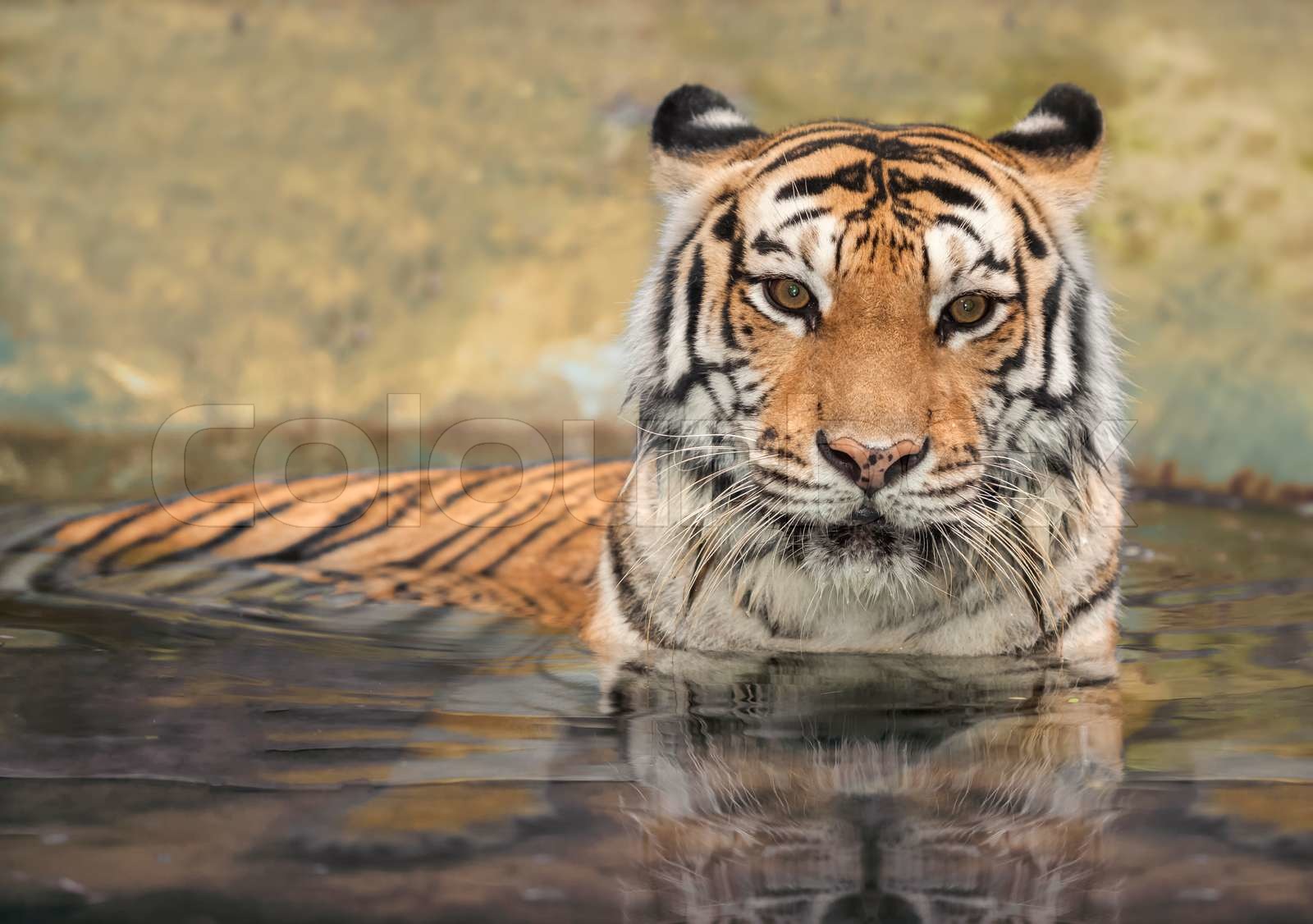 asian tiger | Stock image | Colourbox
