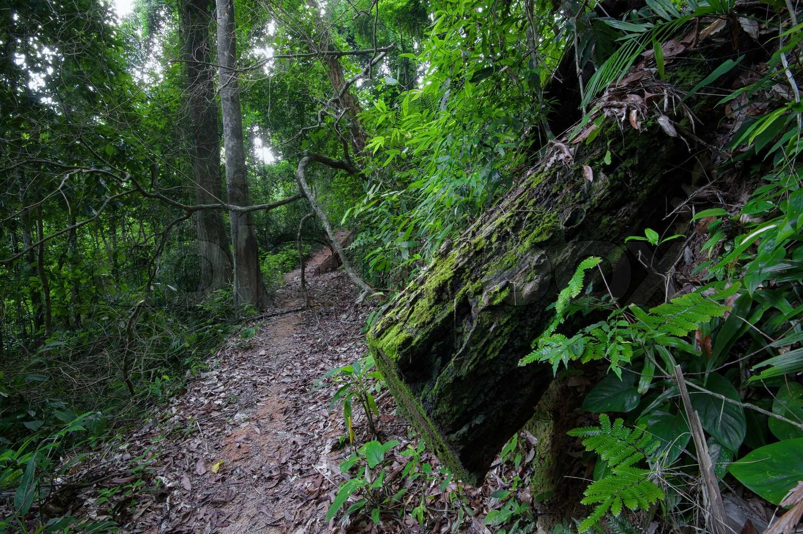 Forest Path Green jungle natur | Stock foto | Colourbox