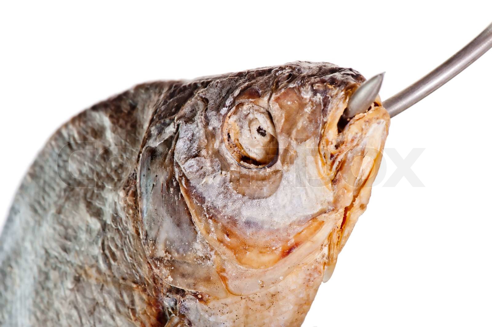 leder af saltet fisk med en krog i munden på en hvid baggrund | Stock ...