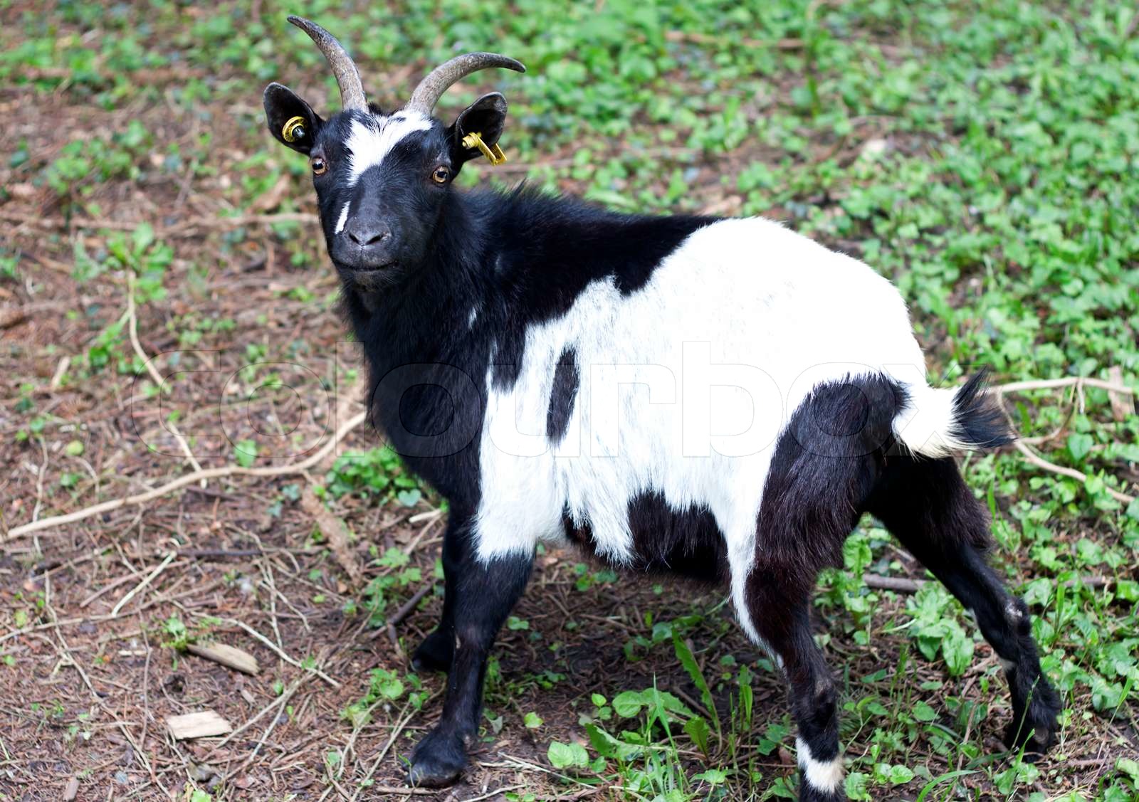 Toggenburg goat against | Stock image | Colourbox