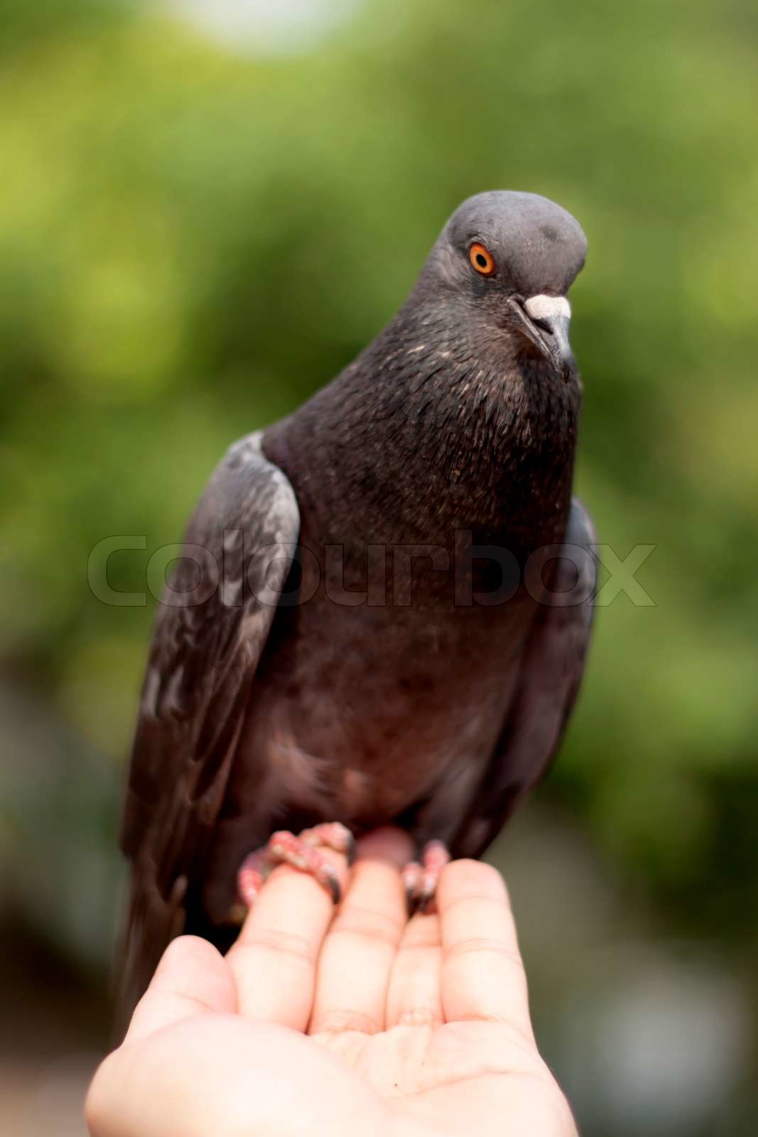 Pigeon on the hand Element of design | Stock image | Colourbox