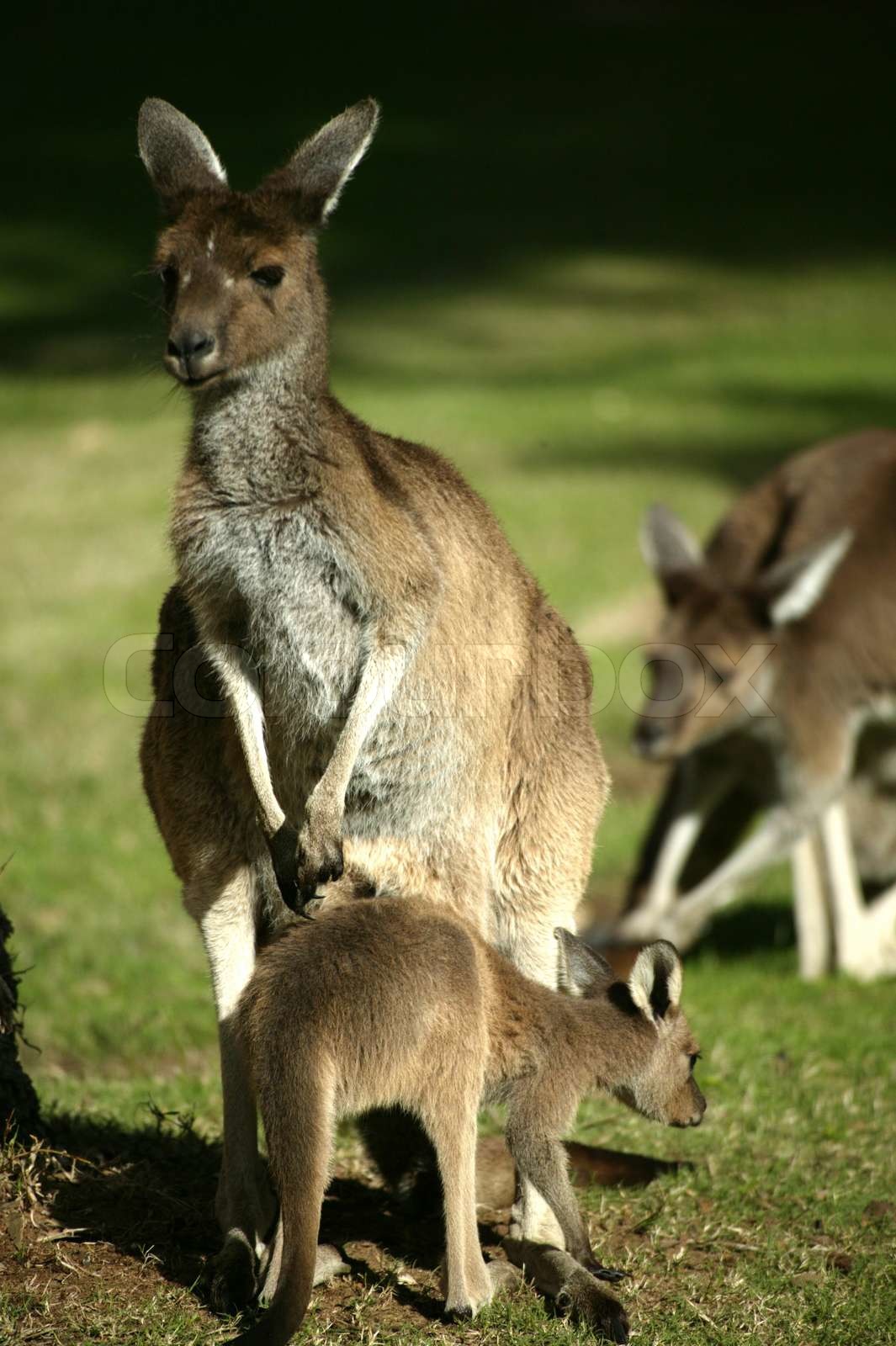 Australian Kangaroo | Stock Bild | Colourbox