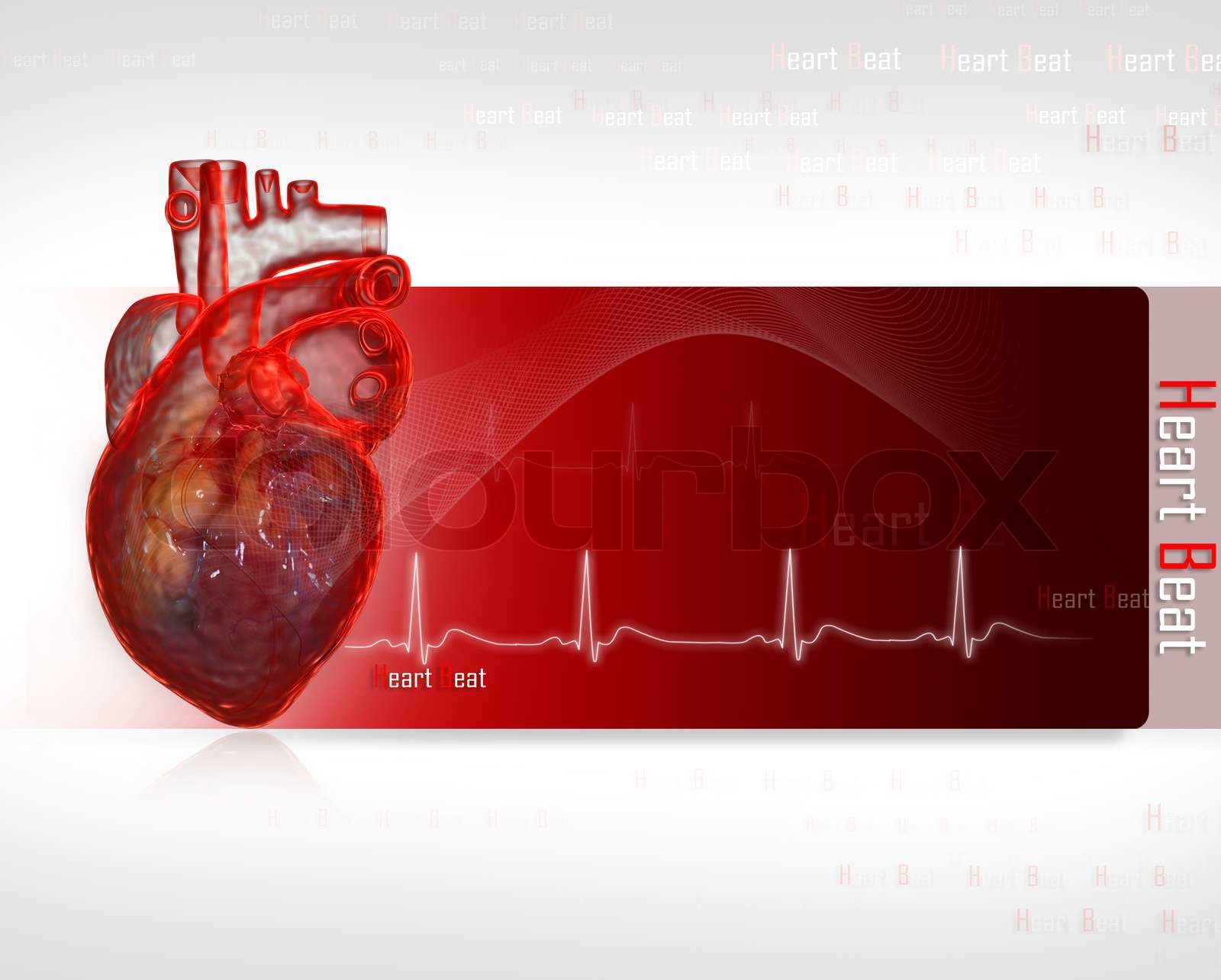 Human heart with ECG | Stock image | Colourbox