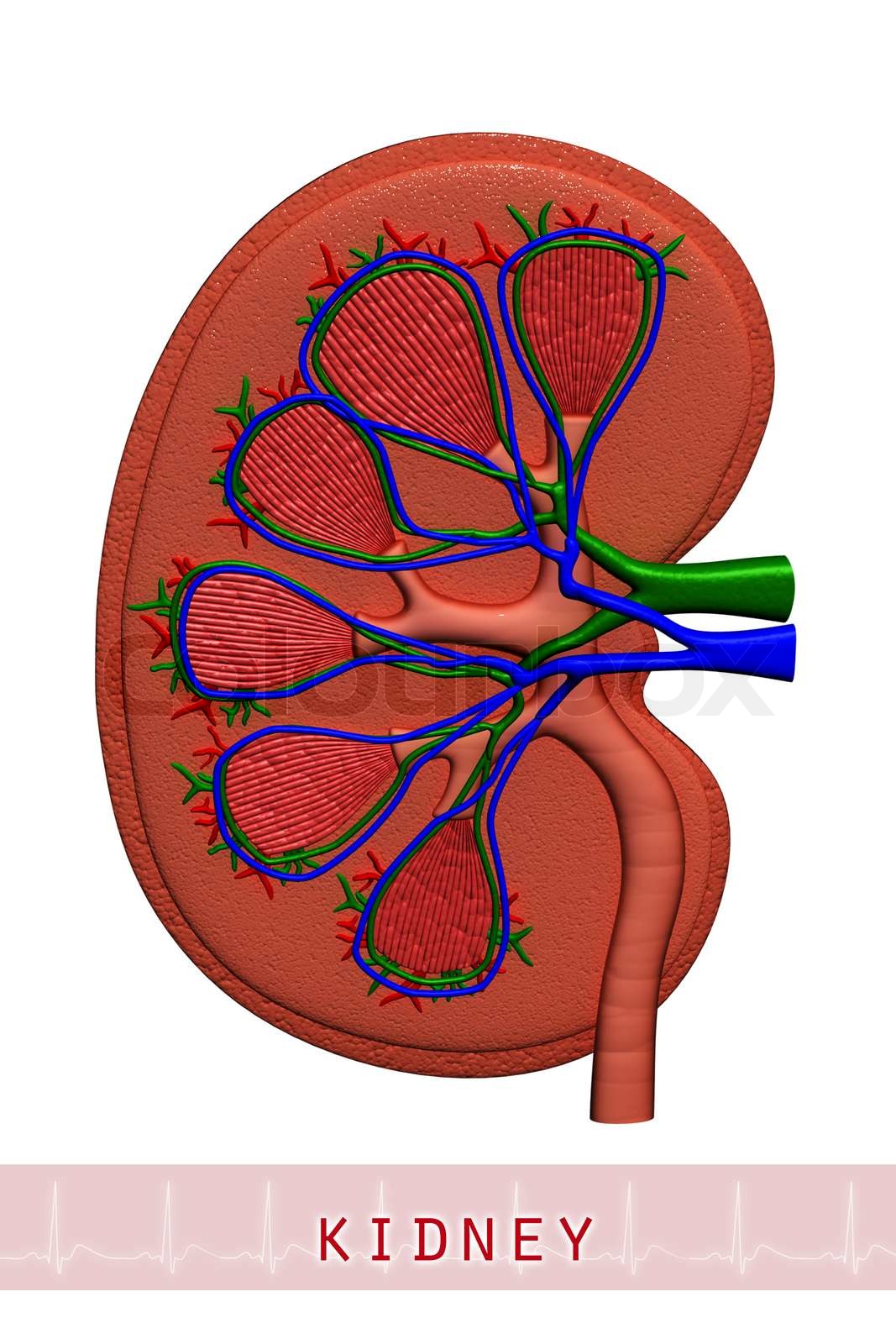 Anatomisk tegning af en nyre | Stock foto | Colourbox