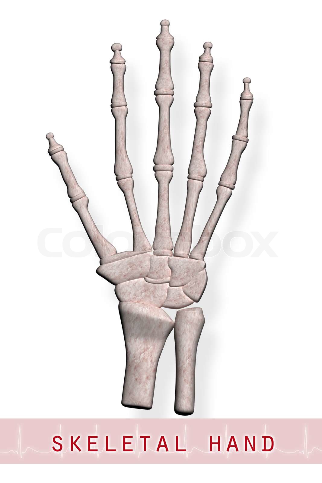 Skelett- Hand | Stock Bild | Colourbox