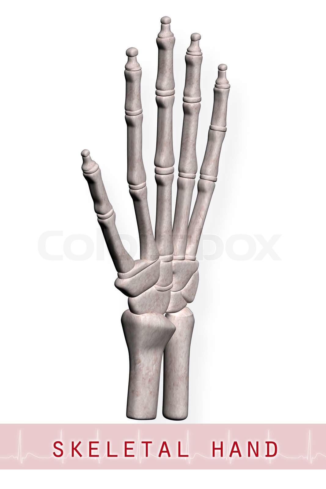 Skeletal hand | Stock image | Colourbox
