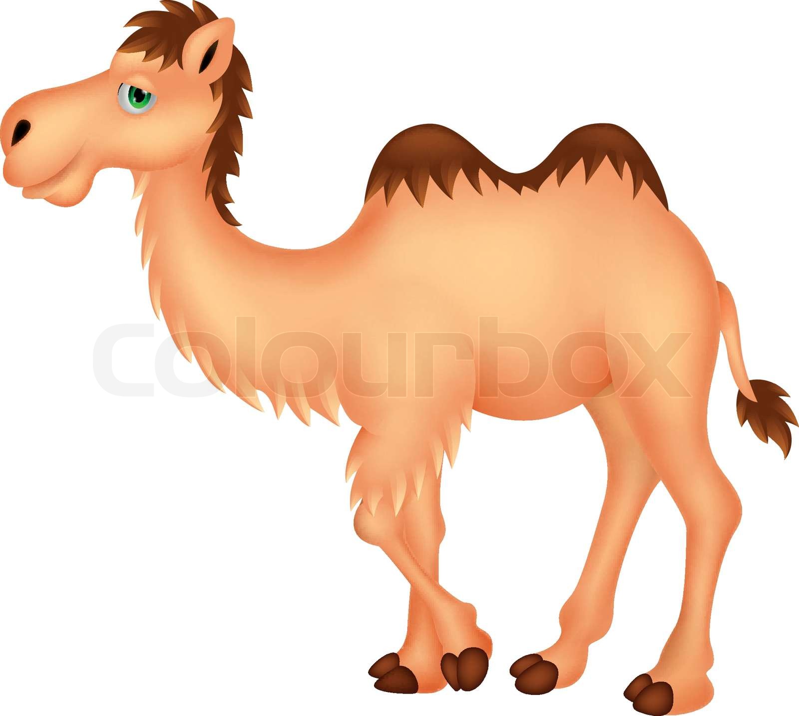 Cute camel cartoon | Stock vector | Colourbox